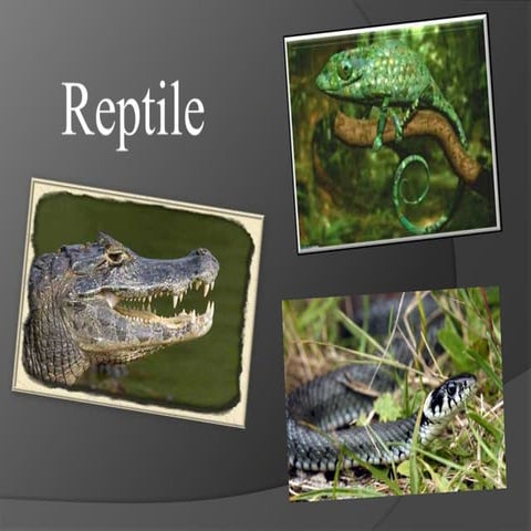 Reptile | PPTX