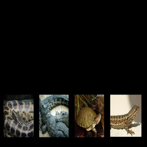 Reptile.ppt1