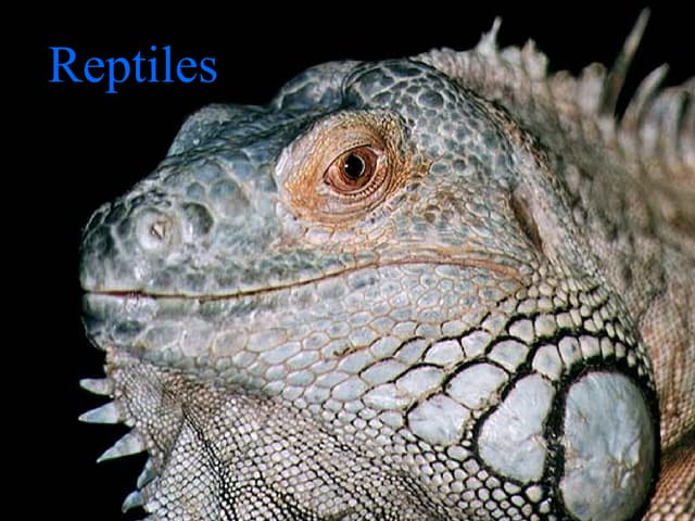 Classification of reptilia | PPT