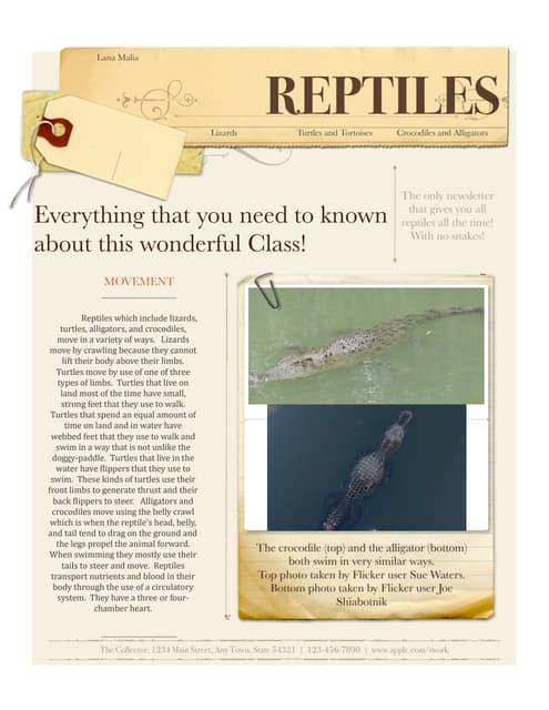 Lizards notes | PPT | Reptiles | Pets