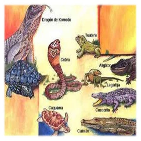 Reptiles Por Eve Rivera | PPTX
