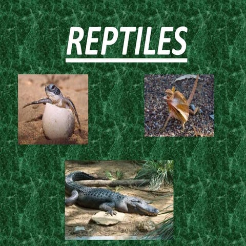 Reptiles | PPT