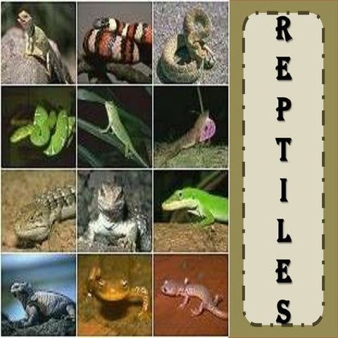 Reptiles | PPTX