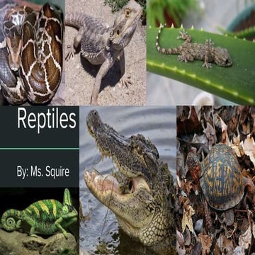 Reptiles | PPTX