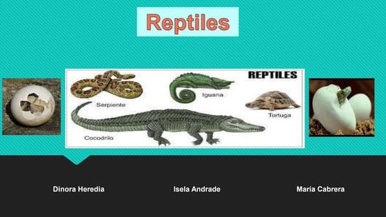 Reptiles ppt | PPT | Reptiles | Pets