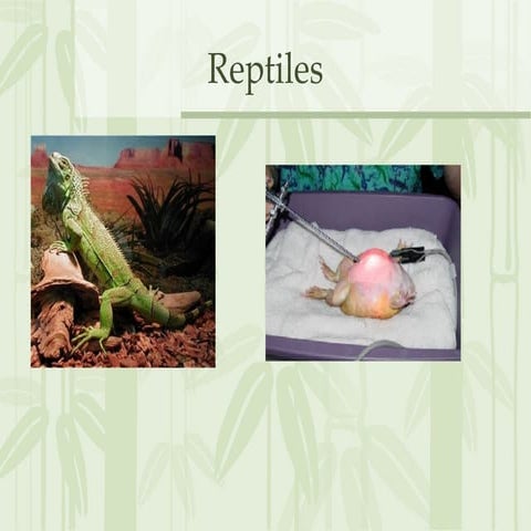 Reptiles | PPT