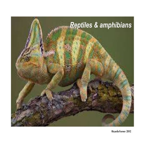 Reptiles & amphibians | PPSX