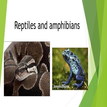 Reptiles and amphibians | PPTX