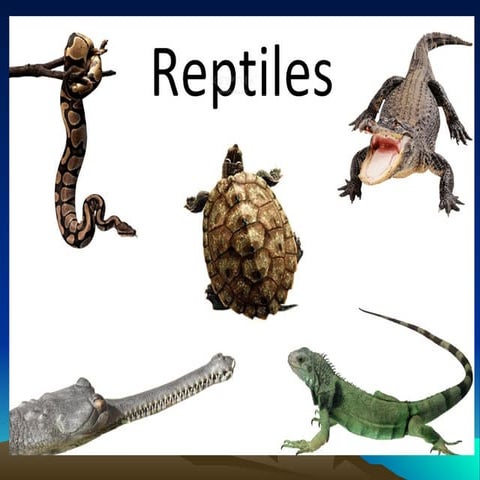 reptiles power point simple, brief, and basic. | PPT