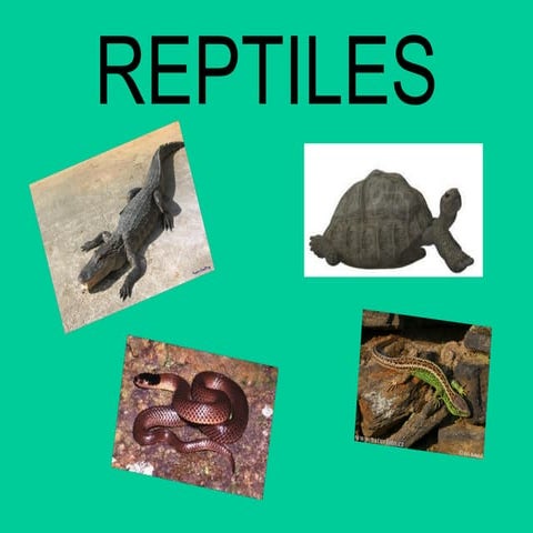 Reptiles ppt blog | PPT