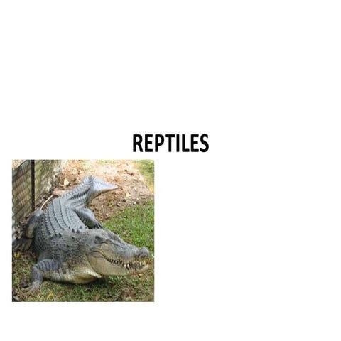 Reptiles presentation | PPTX