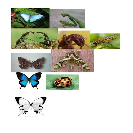 Research insects, reptiles, birds | DOCX