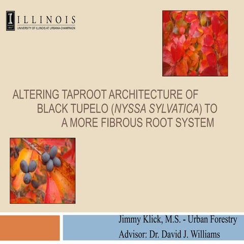 ALTERING TAPROOT ARCHITECTURE OF BLACK TUPELO (NYSSA SYLVATICA) TO A MORE FIBROUS ROOT SYSTEM | PPT