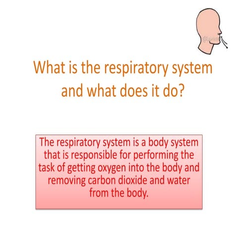 Respiratory system questions | PDF