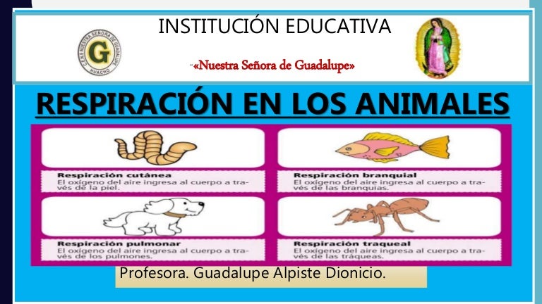 Respiracion en los animales