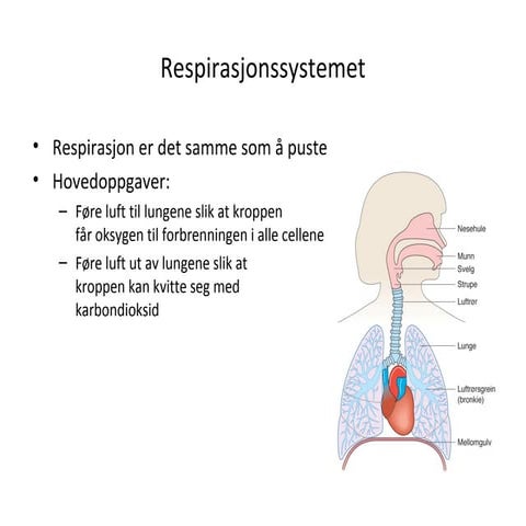 Respirasjonssystemet | PPT