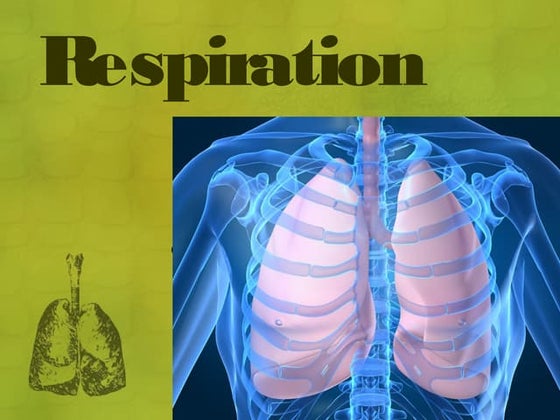 Respiration in humans grade 7 notes | PPTX
