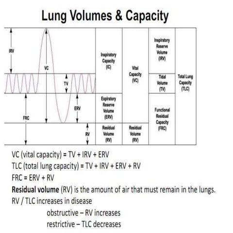 Alveolar Capillary Unit | PPT