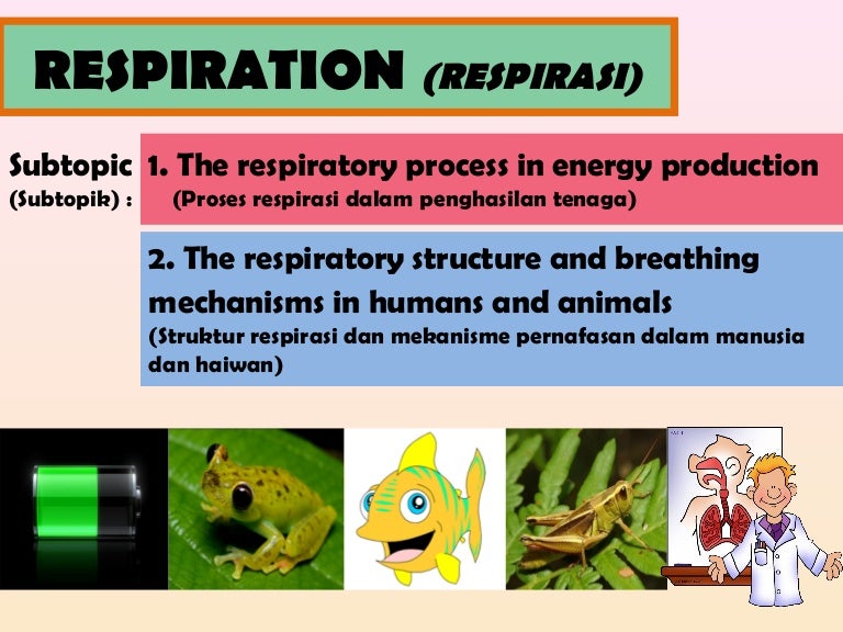 Respiration