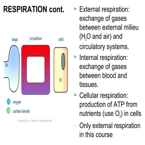 Respiration | PPT
