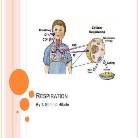 Respiration | PPT