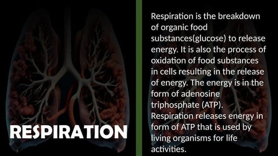 Respiration in humans grade 7 notes | PPTX