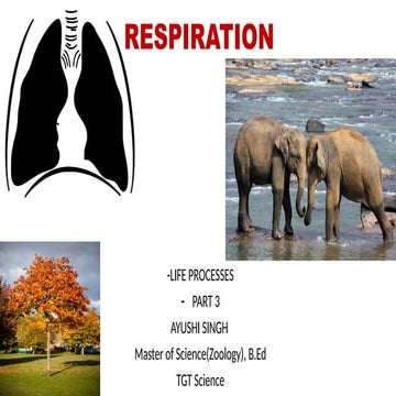 RESPIRATION IN PLANTS, ANIMALS& HUMANS.pptx