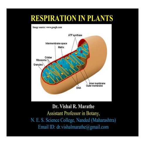 respiration in plants | PPTX
