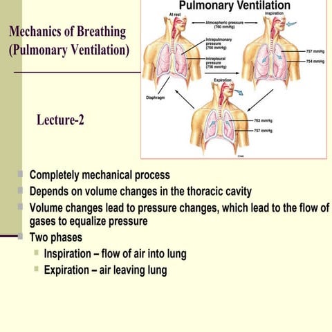 Respiration | PPT