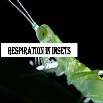 Insect respiratory system | PPTX