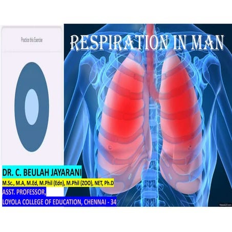 Respiration in man | PPT