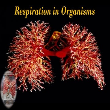 Respiration in Organisms Class seven CBSE | PPTX
