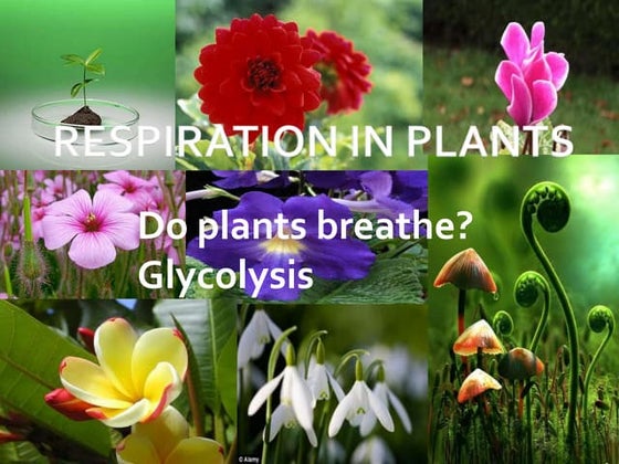 14. Respiration in Plants | PPT