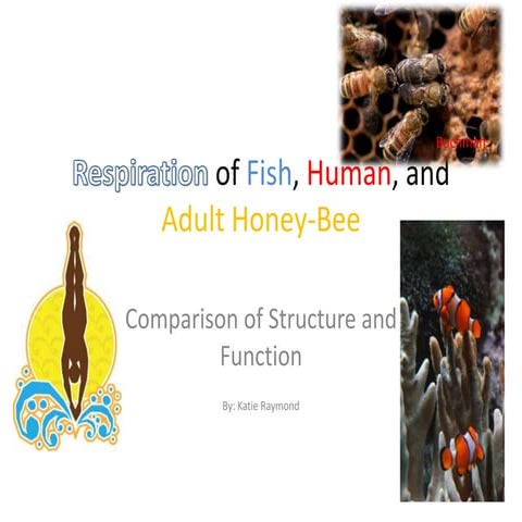 Respiration of Fish, Human, and Bee | PPTX