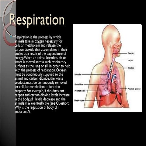 Respiration presentation | PPT