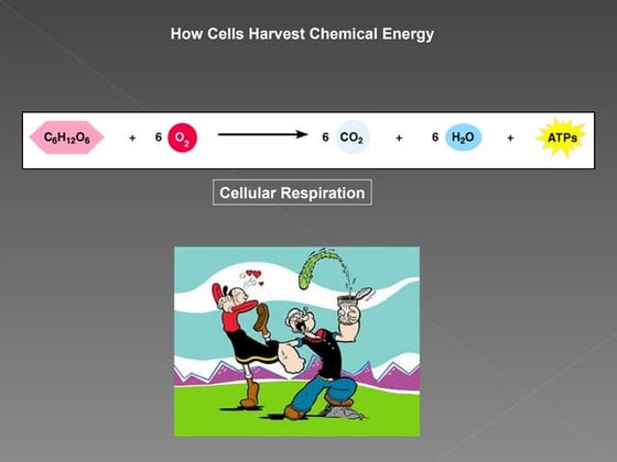 Cell_Respiration_SUMMARY LESSON GRADE NINE | PPT