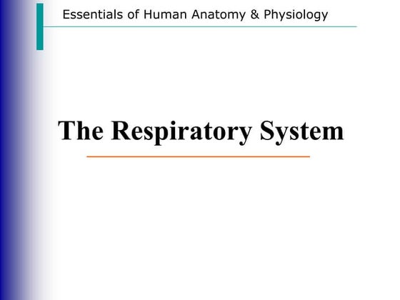 respiratory system PowerPoint 2015 (1).ppt