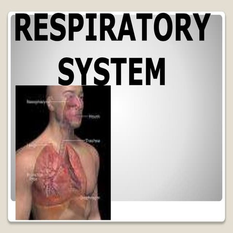 upper and lower of respiratory system | PPT
