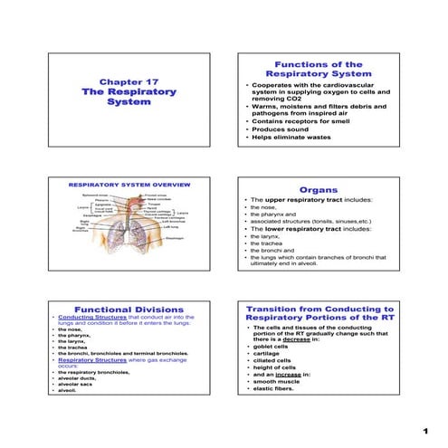 Respiratory System | PDF