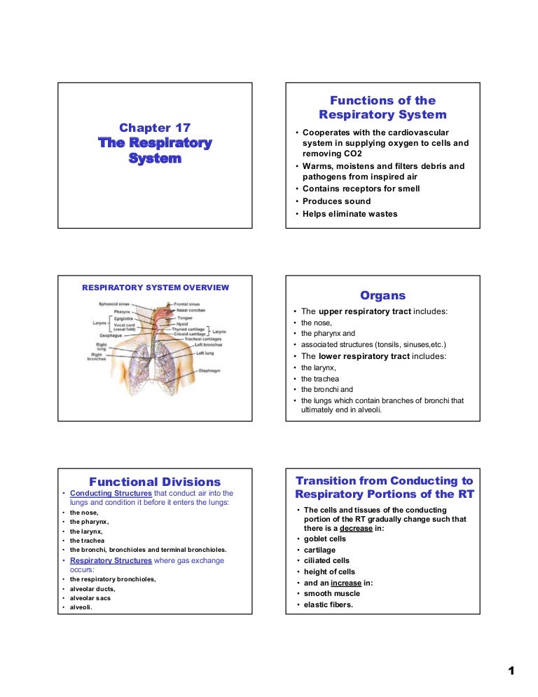Standard Note Human Respiratory System