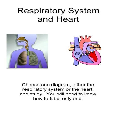 Respiratory System & Heart | PPT