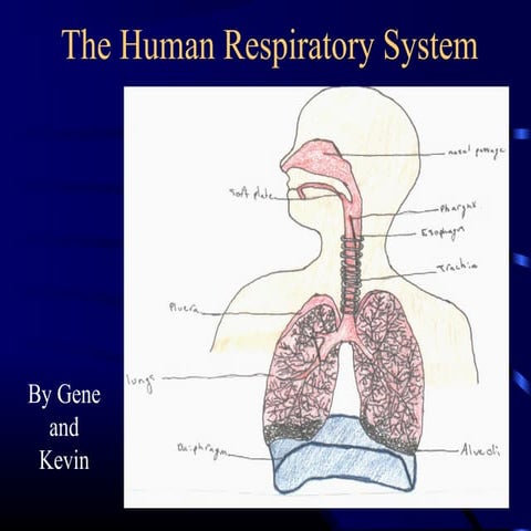 Respiratory2 | PPT | Lung and Respiratory Health | Diseases and Conditions