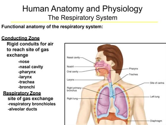 Modes of invasive mechanical ventilation | PPTX