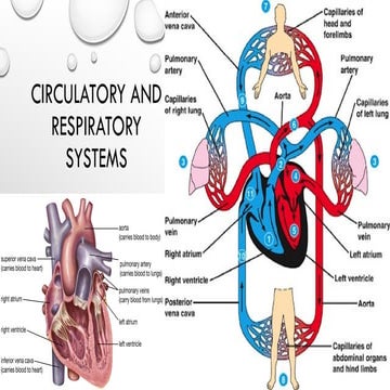 Respiratory and circulatory systems .pptx