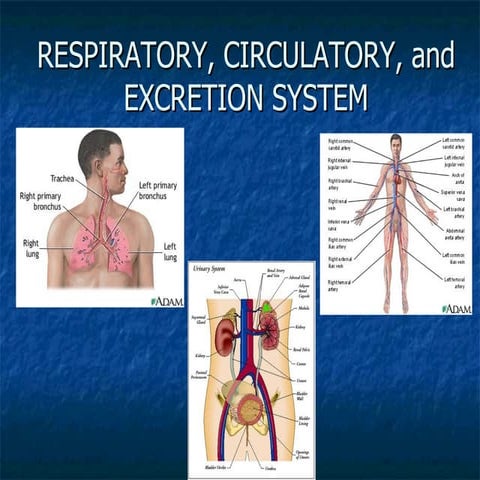 Circulatory & respiratory systems