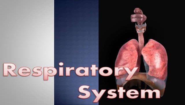 The respiratory system | PPT