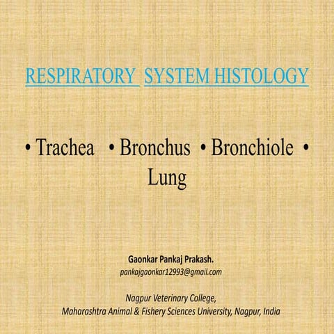 Lecture13 microscopic structure of the respiratory | PPT