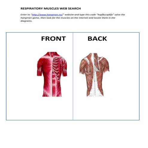 Respiratory muscles web quest activity | PDF