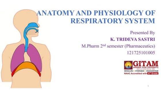 Physiology of respiration | PPTX | Lung and Respiratory Health | Diseases and Conditions