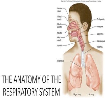 ANATOMY OF RESPIRATORY TRACT upper and lower tract | PPTX